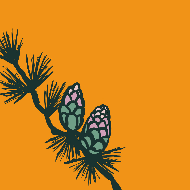 Larch Bach Flower Remedy: Larch Flower Essence Guide – Mindful Remedies